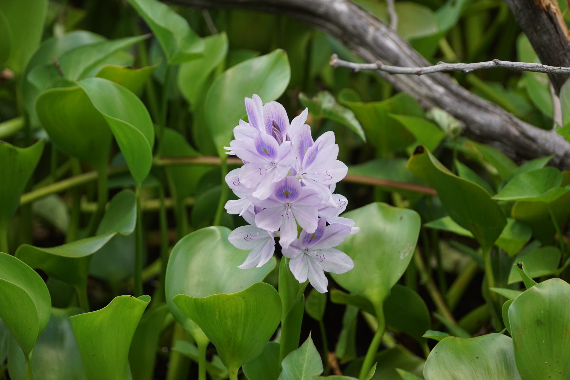 Jacinthe d’eau – Les eaux douces de La Réunion